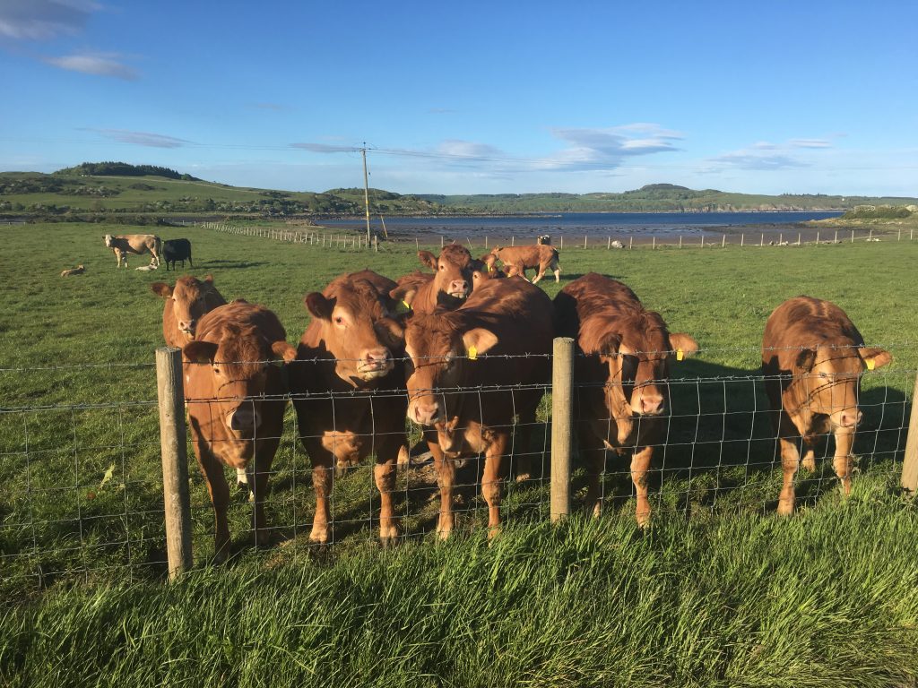 Spring turnout......... - Ross Bay Retreat