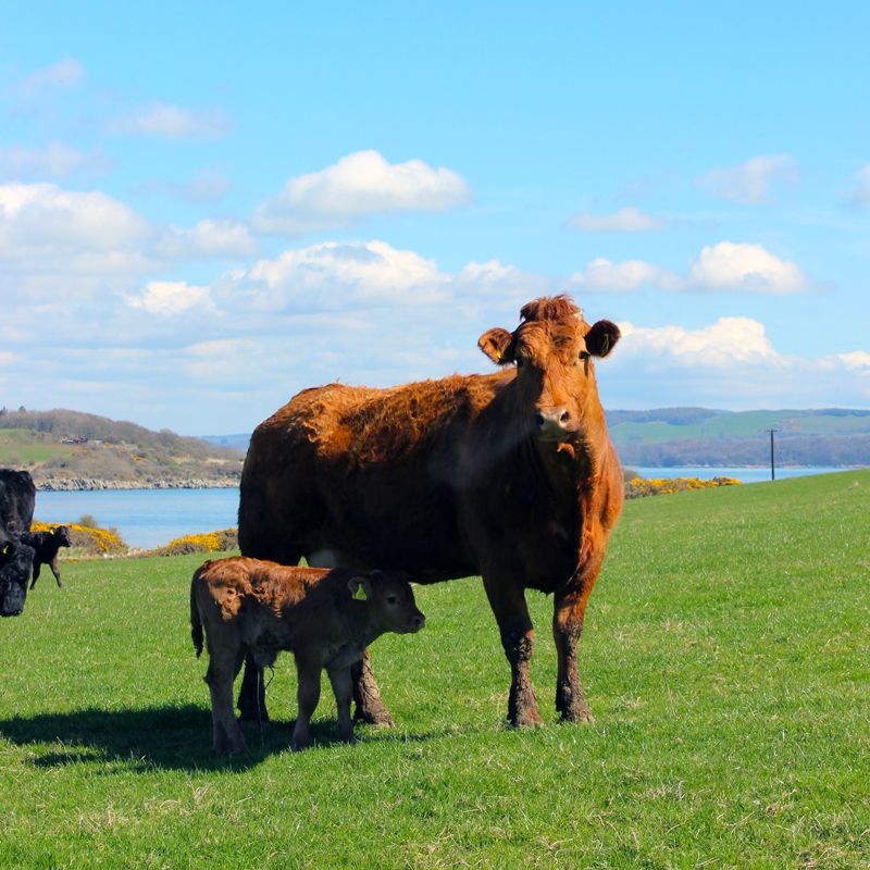 Meet 'Vindicator' - Our Resident Hereford Bull - Ross Bay Retreat