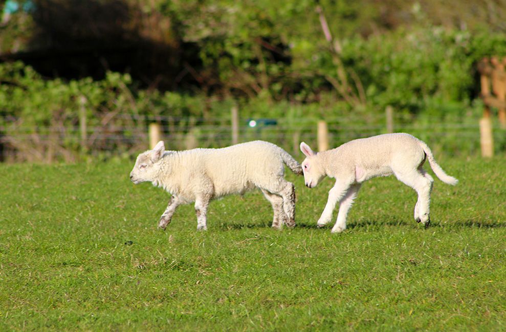 Playful Lambs at Ross Bay Farm - Ross Bay Retreat