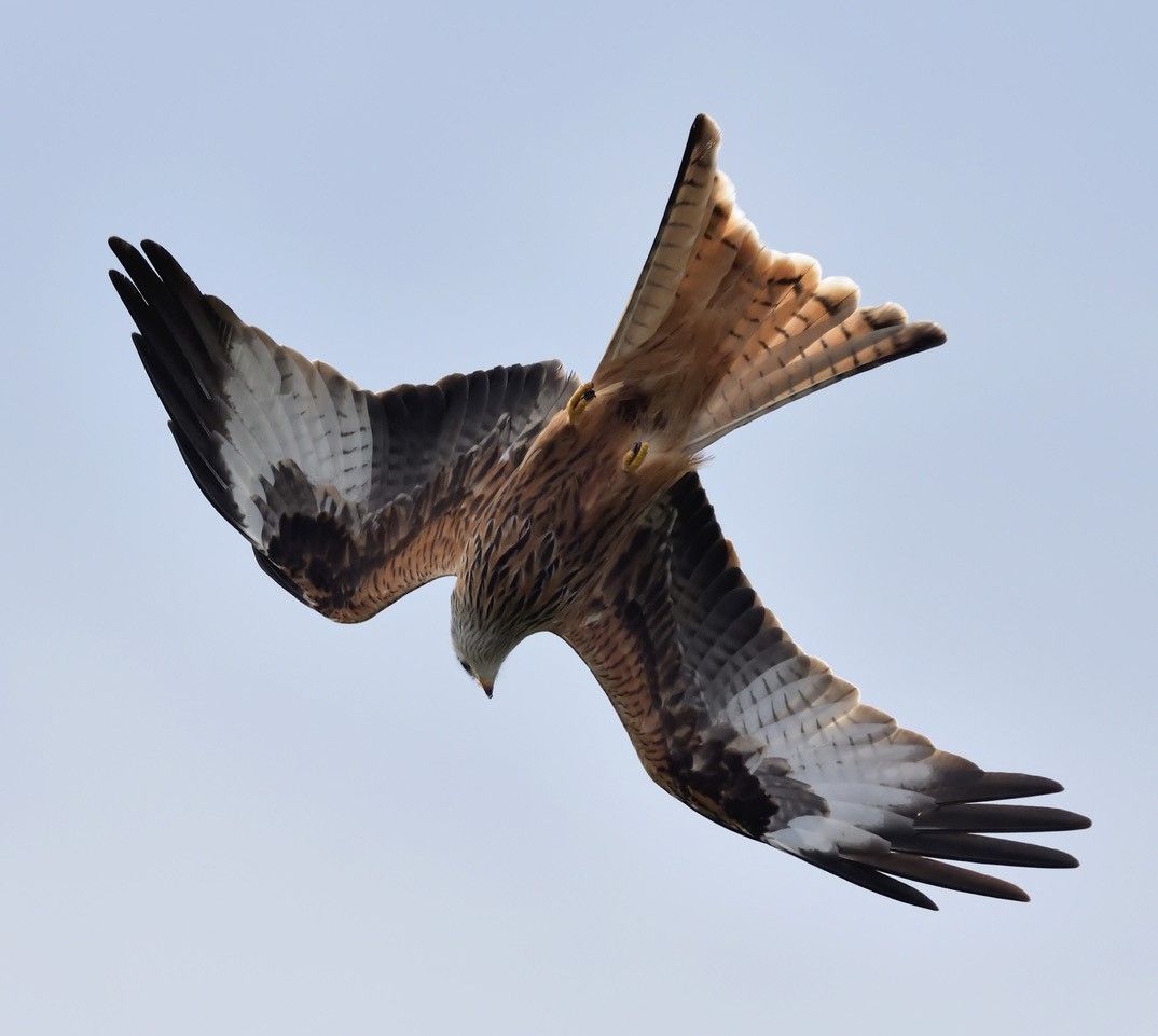 Great Days Out Near Kirkcudbright – Follow the Galloway Red Kite Trail ...