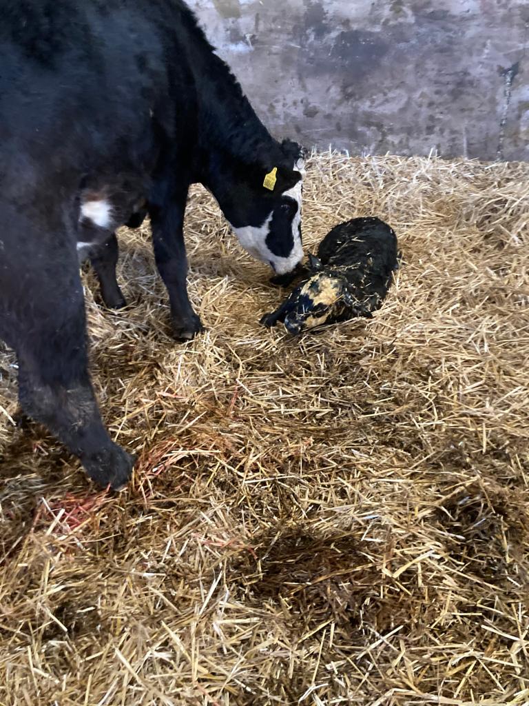 Spring season starts here....... - Ross Bay Retreat