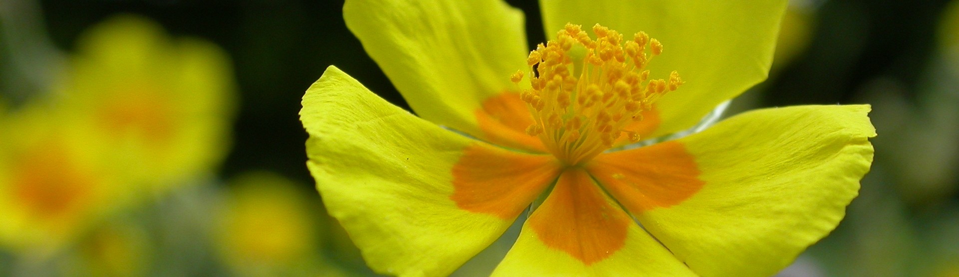 Biodiversity Survey at Ross Farm - Common Rock Rose