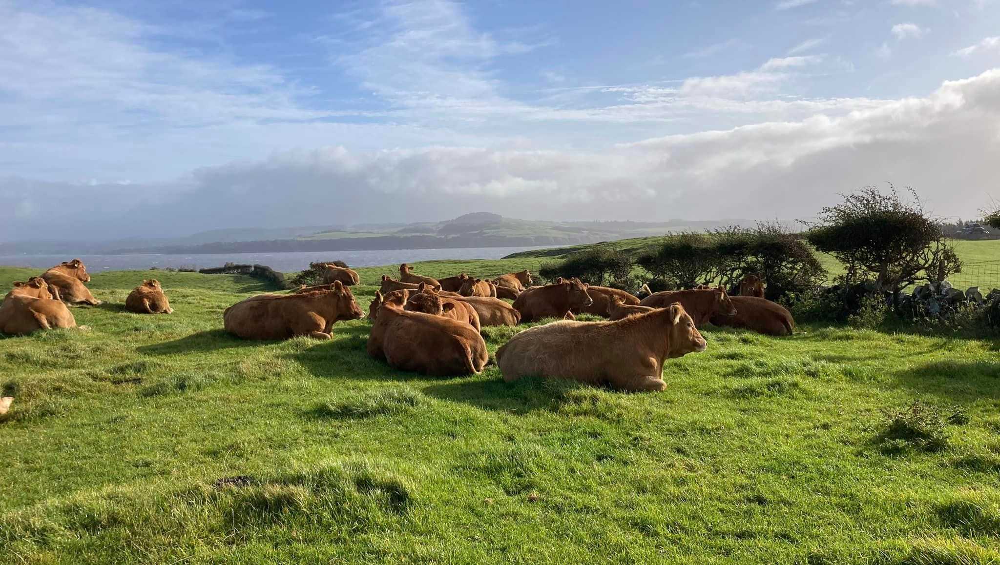Animals Farming & Biodiversity - Ross Bay Retreat