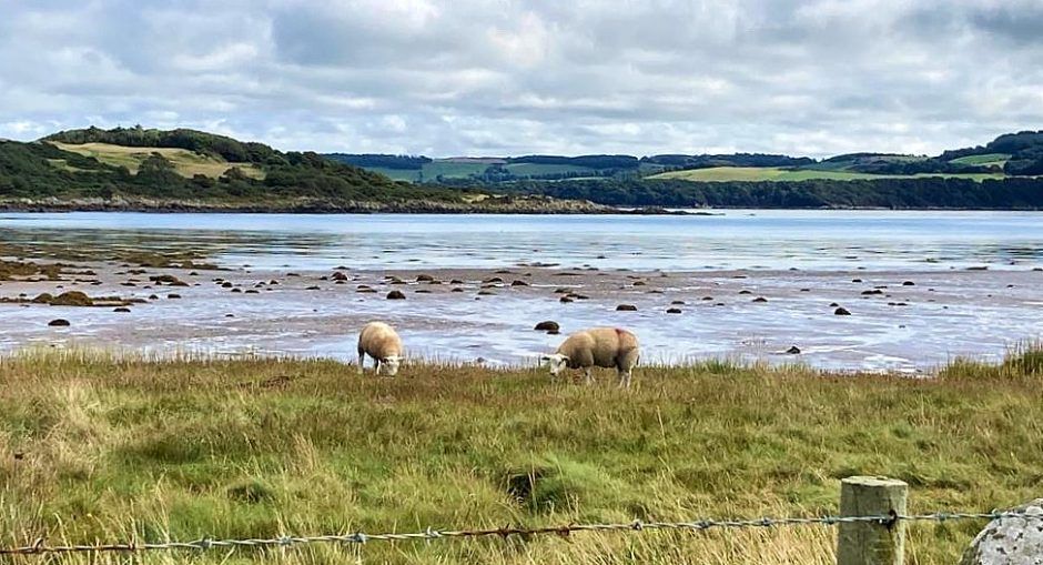 Sheep Grazing at Ross Farm - Ross Bay Retreat